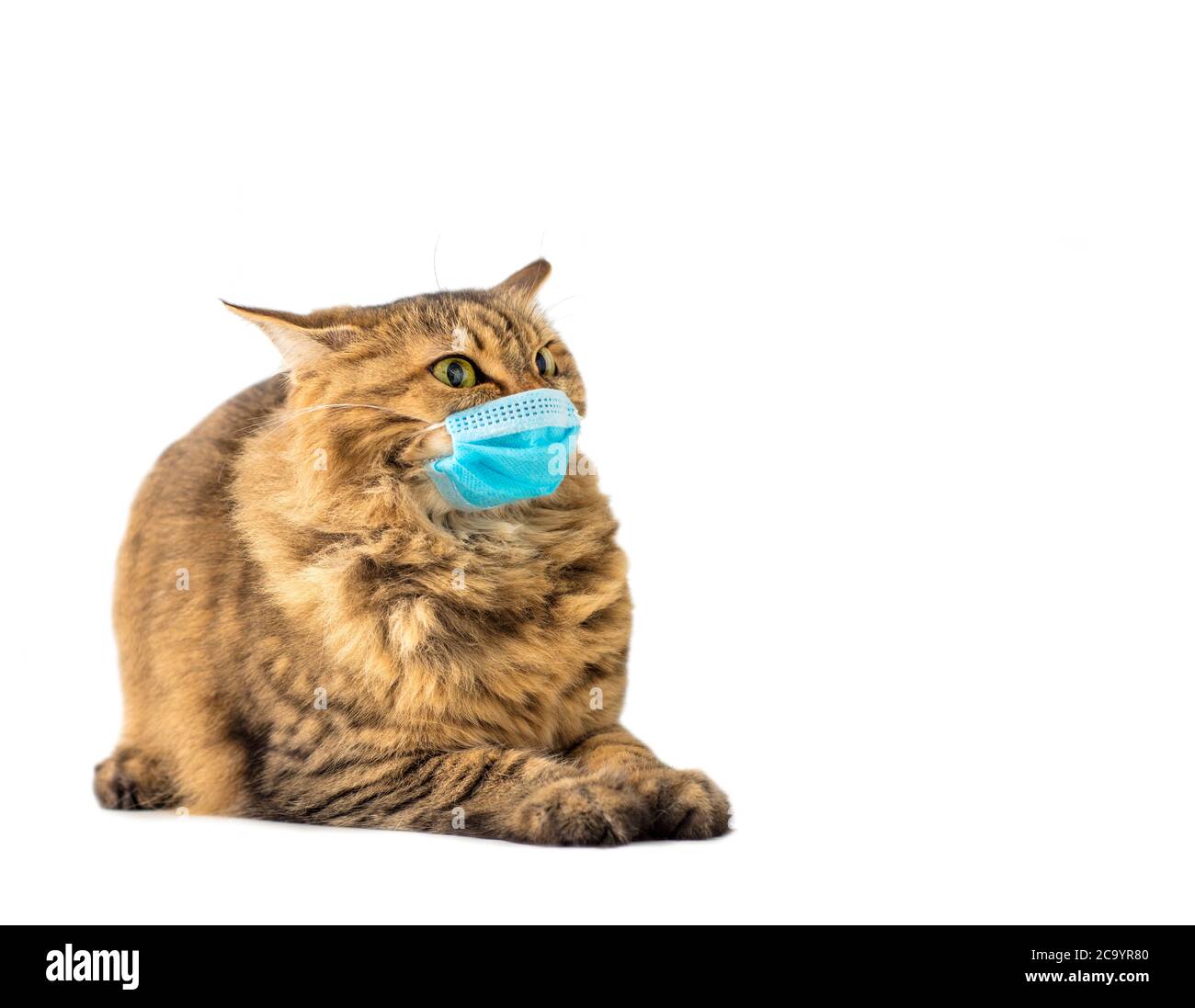 Sick cat at hospital Cut Out Stock Images & Pictures - Alamy