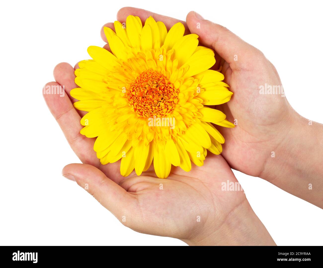 Hand holding a daisy, isolated on white Stock Photo - Alamy