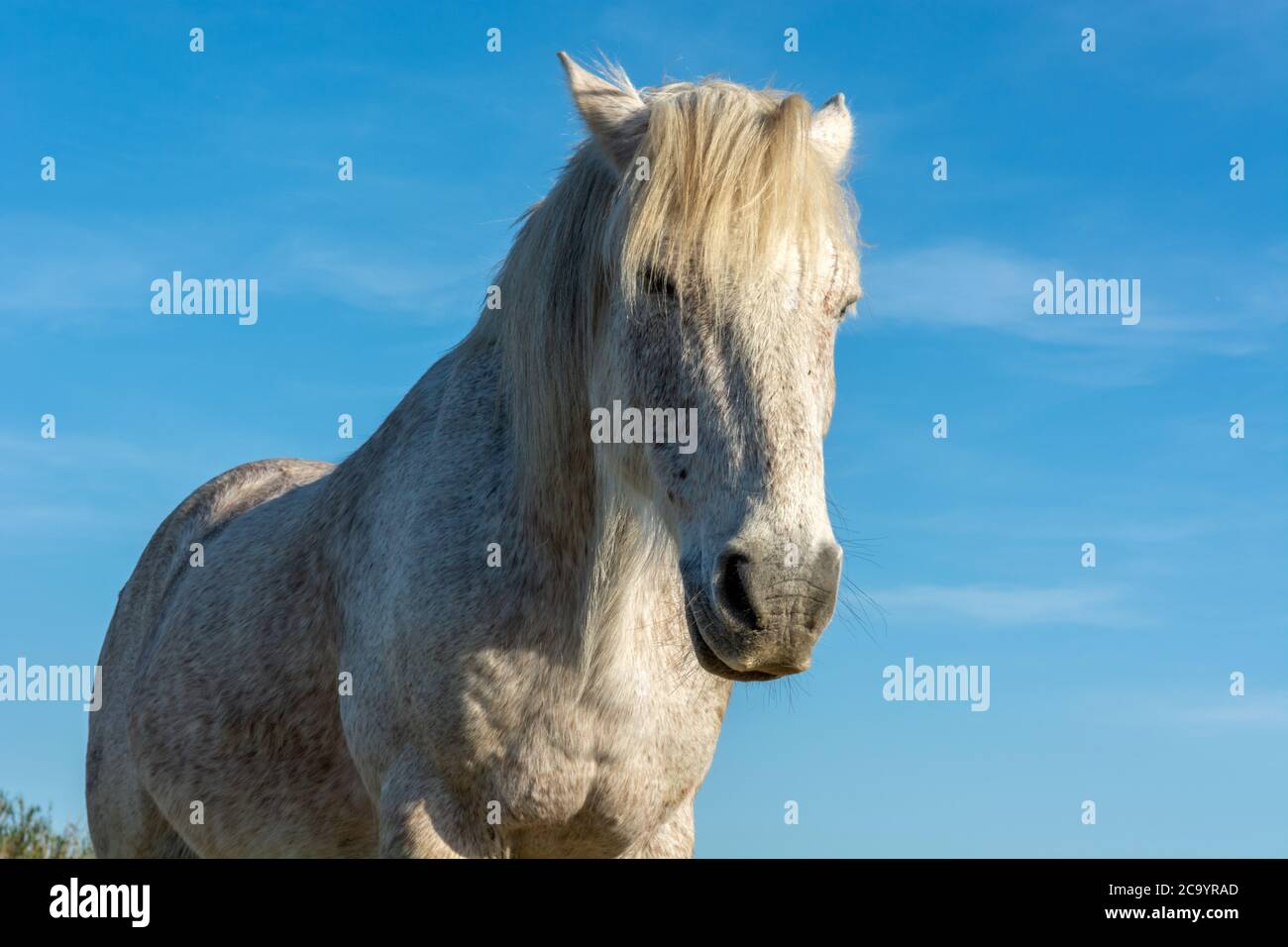 White Horse in spring in Camargue, France Stock Photo - Alamy