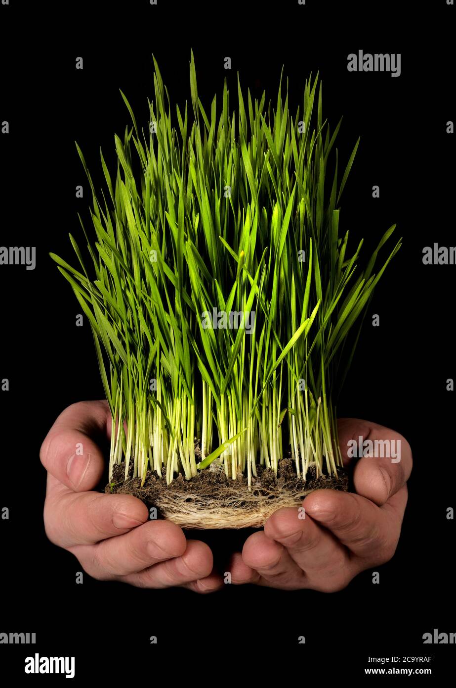 Holding green grass hi-res stock photography and images - Alamy