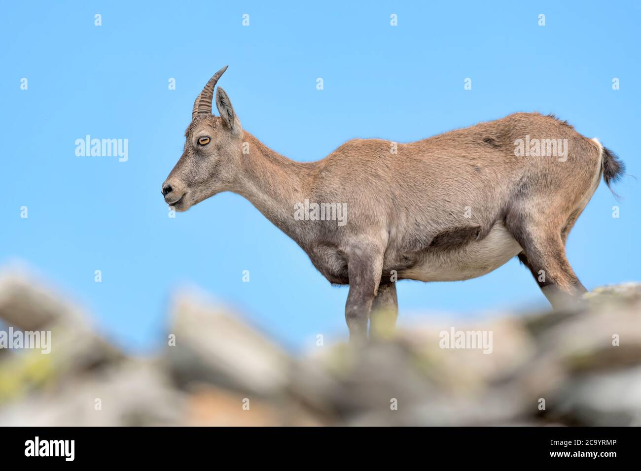 Alpine ibex summer coat hi-res stock photography and images - Alamy
