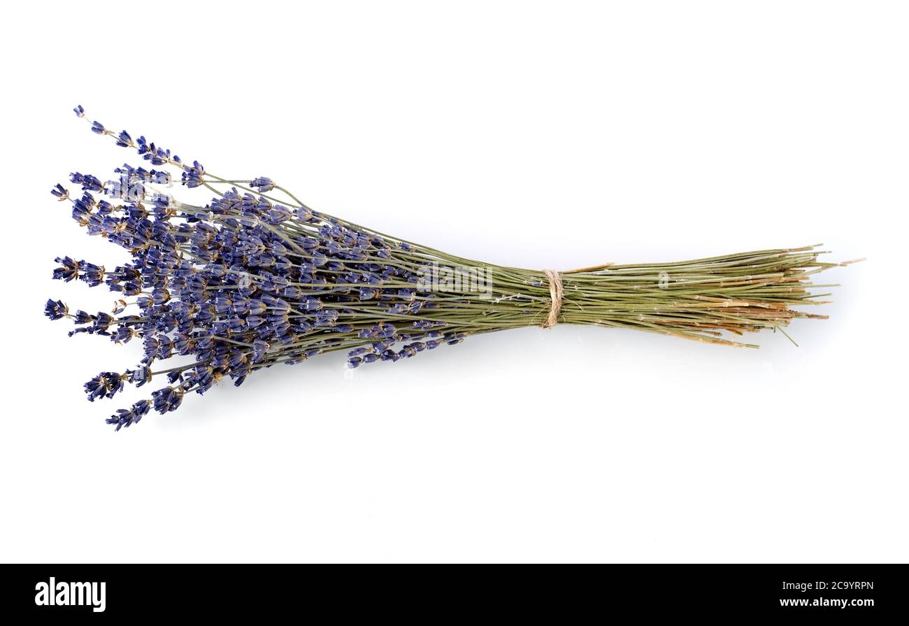 Lavender isolated on white Stock Photo - Alamy