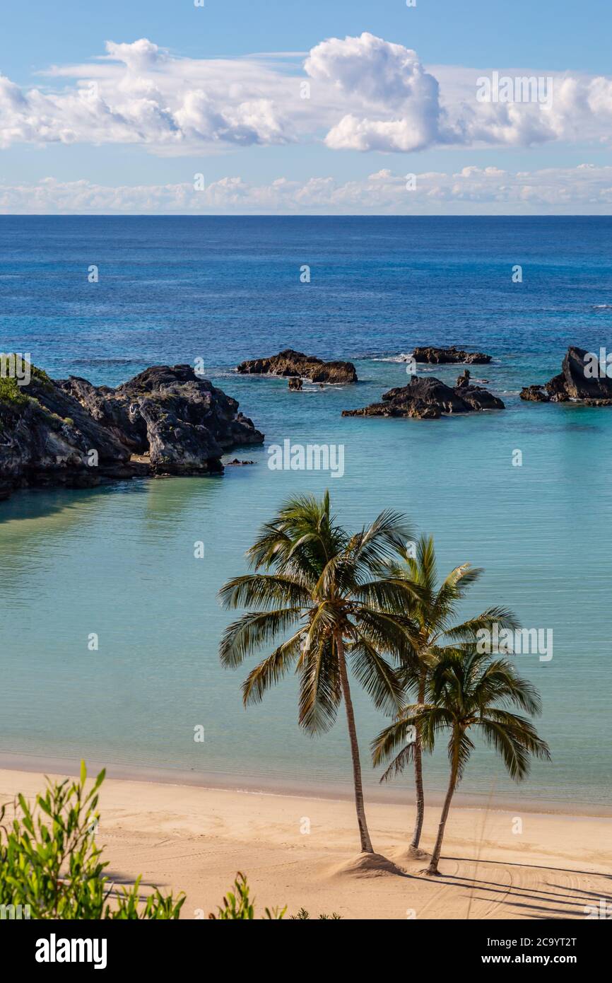 Palm trees on an idyllic beach, on the island of Bermuda Stock Photo ...