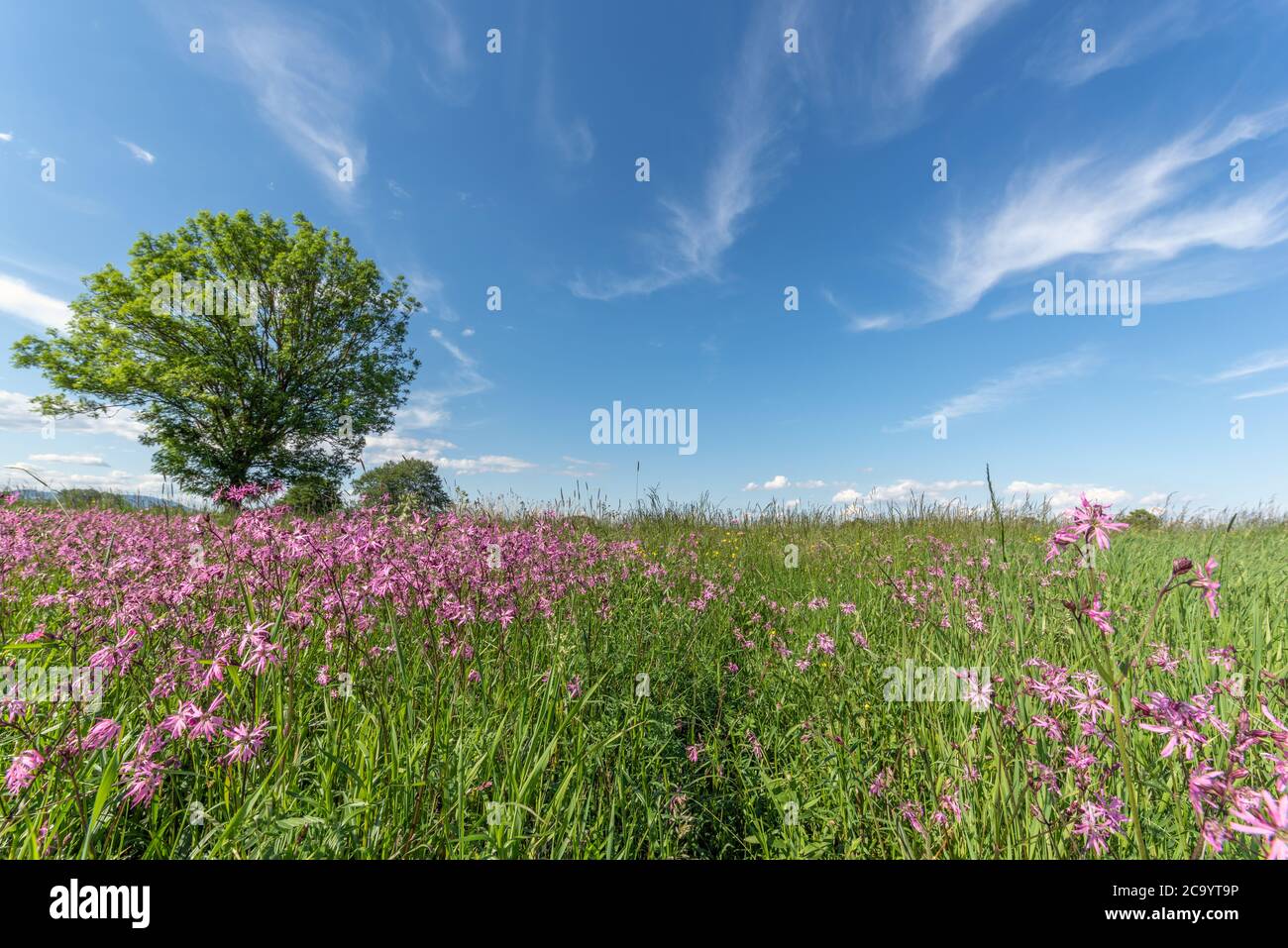 Wildflower in a meadow in springtime Stock Photo - Alamy