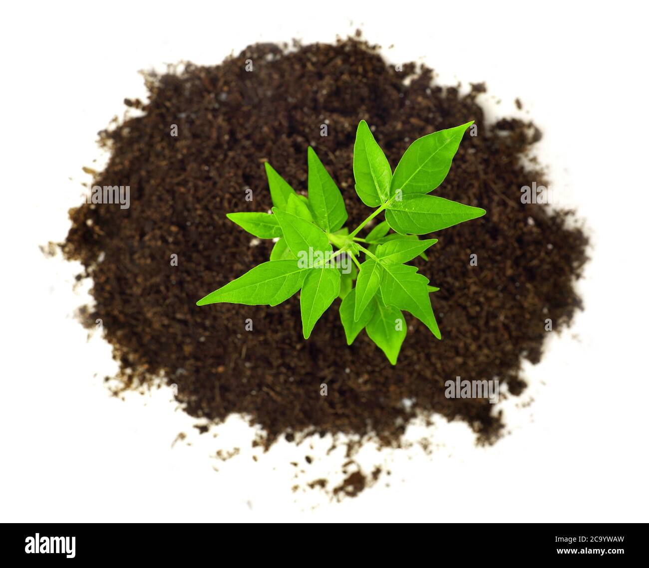 Small plant and soil Stock Photo - Alamy