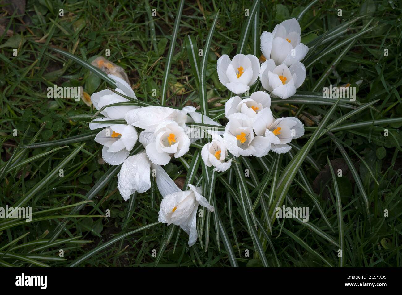 Woodland croci hi-res stock photography and images - Alamy