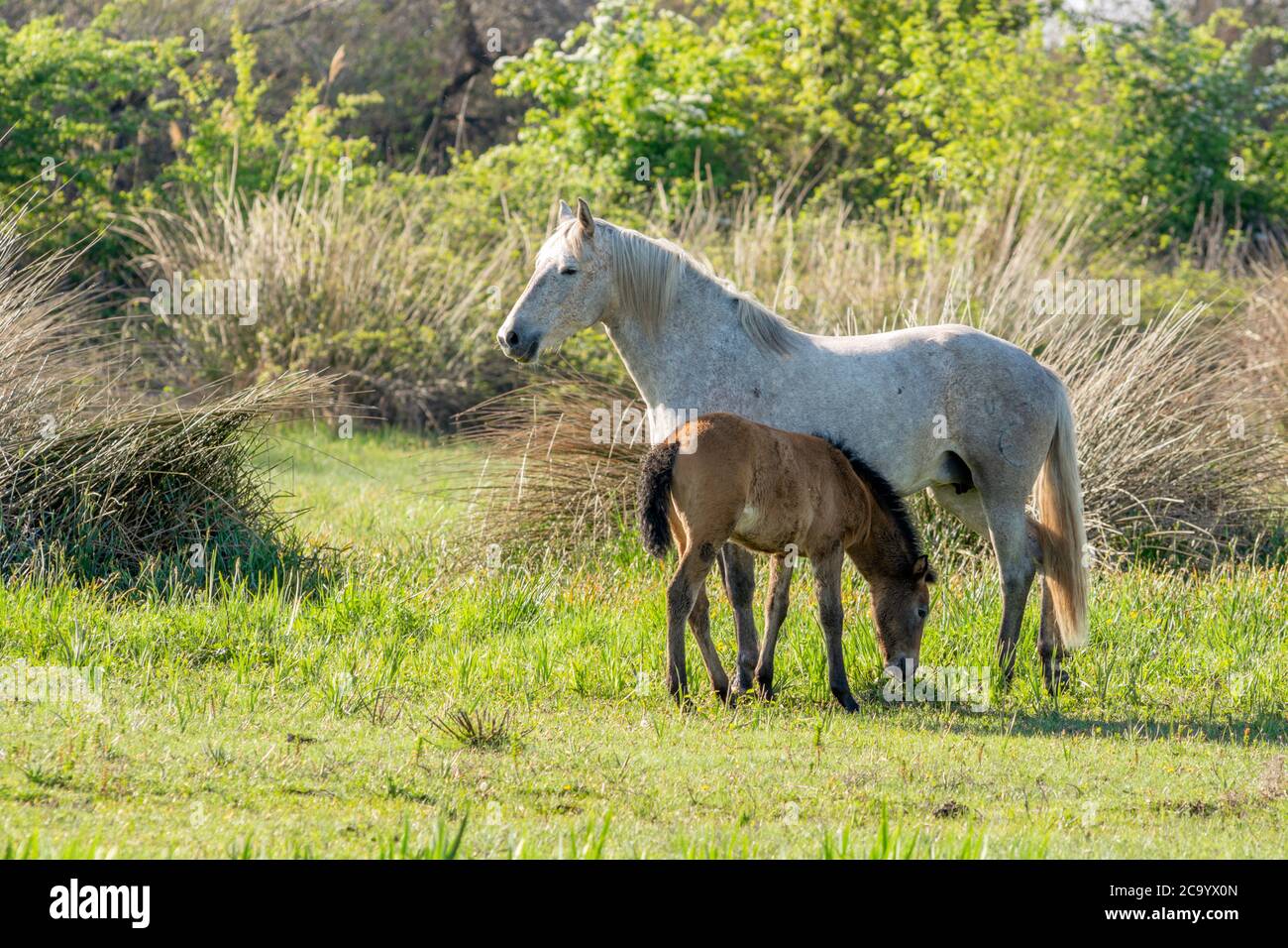 White Horse in spring in Camargue, France Stock Photo - Alamy