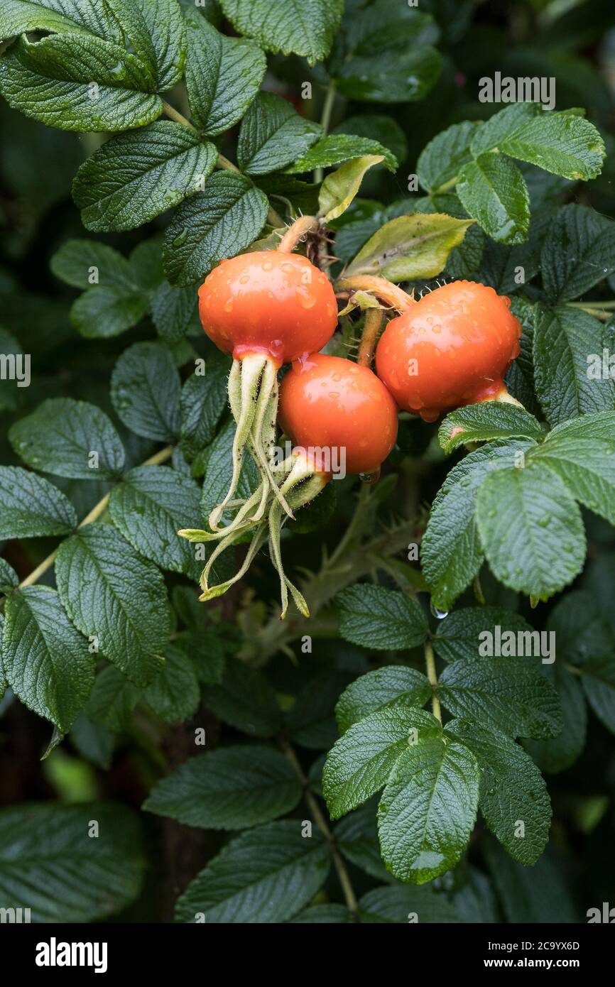 Accessory fruit of the rose plant hi-res stock photography and images ...