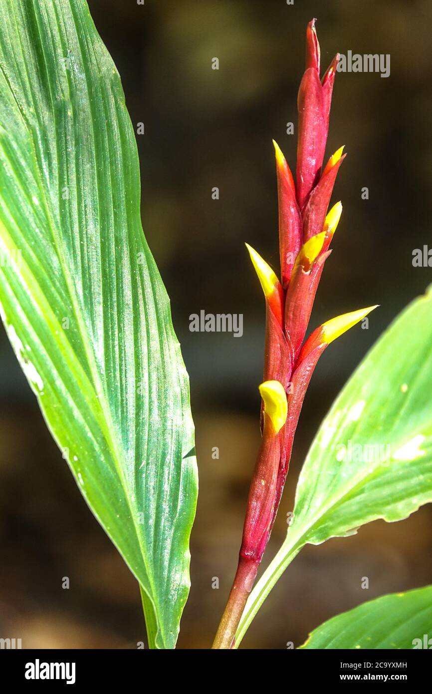 Hardy Shade Ginger Cautleya spicata Stock Photo - Alamy