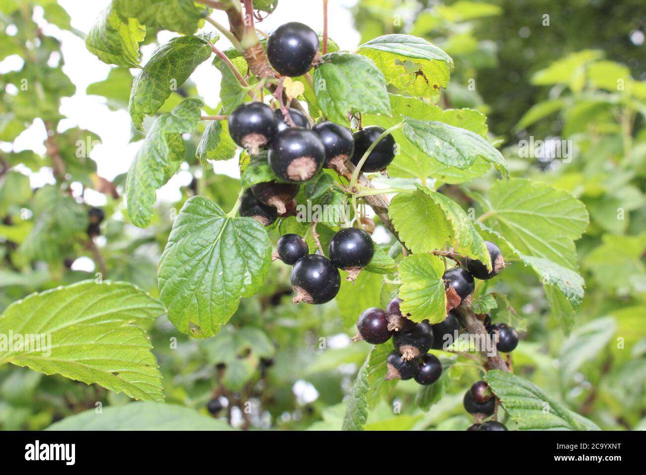 The picture shows black currants in the garden Stock Photo - Alamy