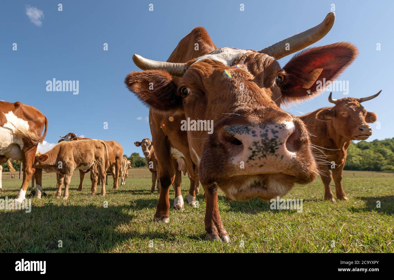 Brown and white cows on a farmland in France Stock Photo - Alamy