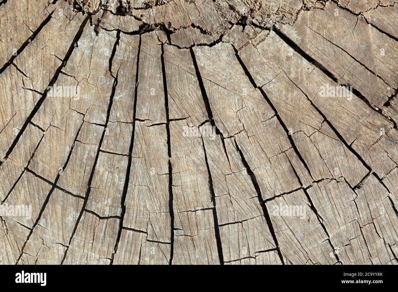 Slice of wood with cracks and annual rings, background Stock Photo - Alamy