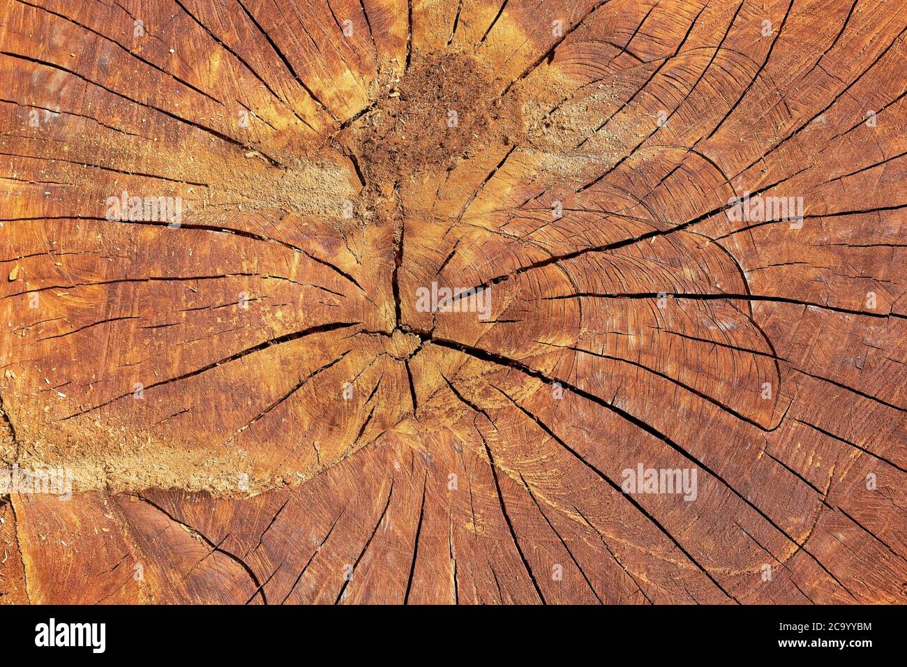 Slice of wood with cracks and annual rings, background Stock Photo - Alamy