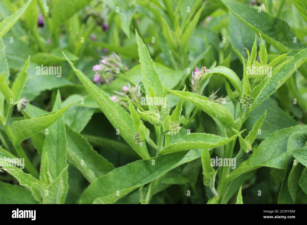 The picture shows a field of comfrey with blossoms Stock Photo - Alamy