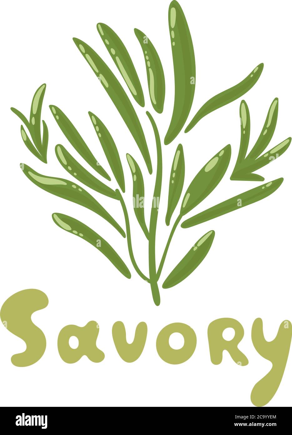 Savory herb cartoon vector illustration. Savory color icon for food ...