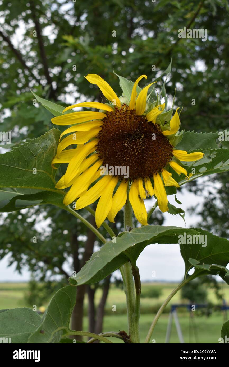 Sunflower tall house hi-res stock photography and images - Alamy