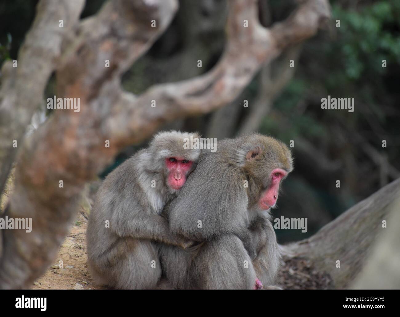 Macaque Monkey Habitat
