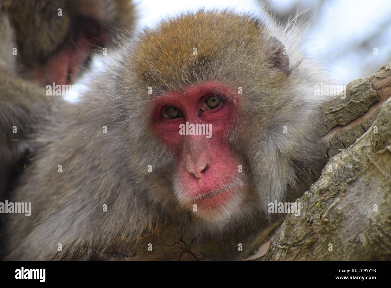 Gorgeous Japanese Macaque snow monkey looking directly into the camera ...