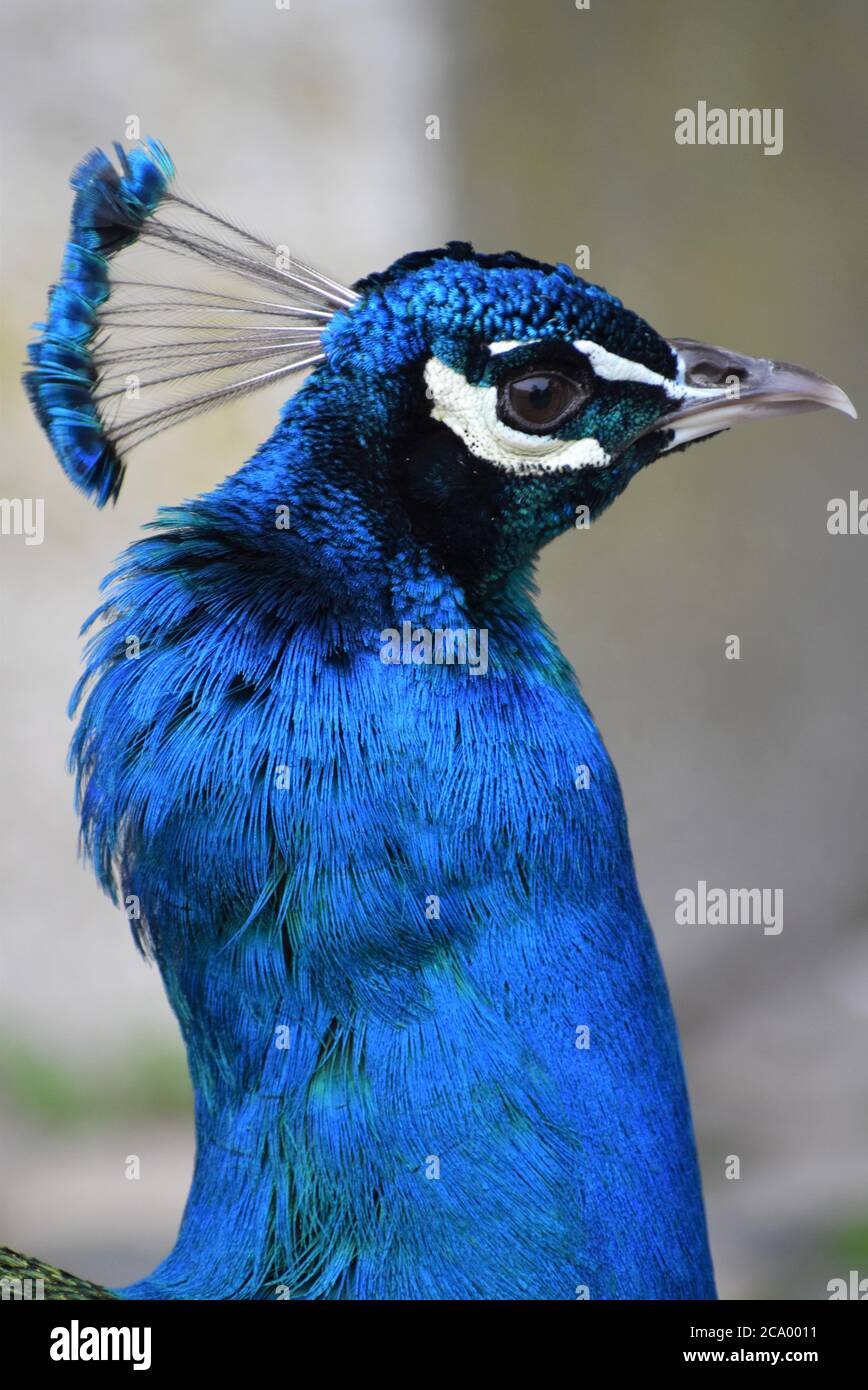 Peacock shaped hi-res stock photography and images - Alamy