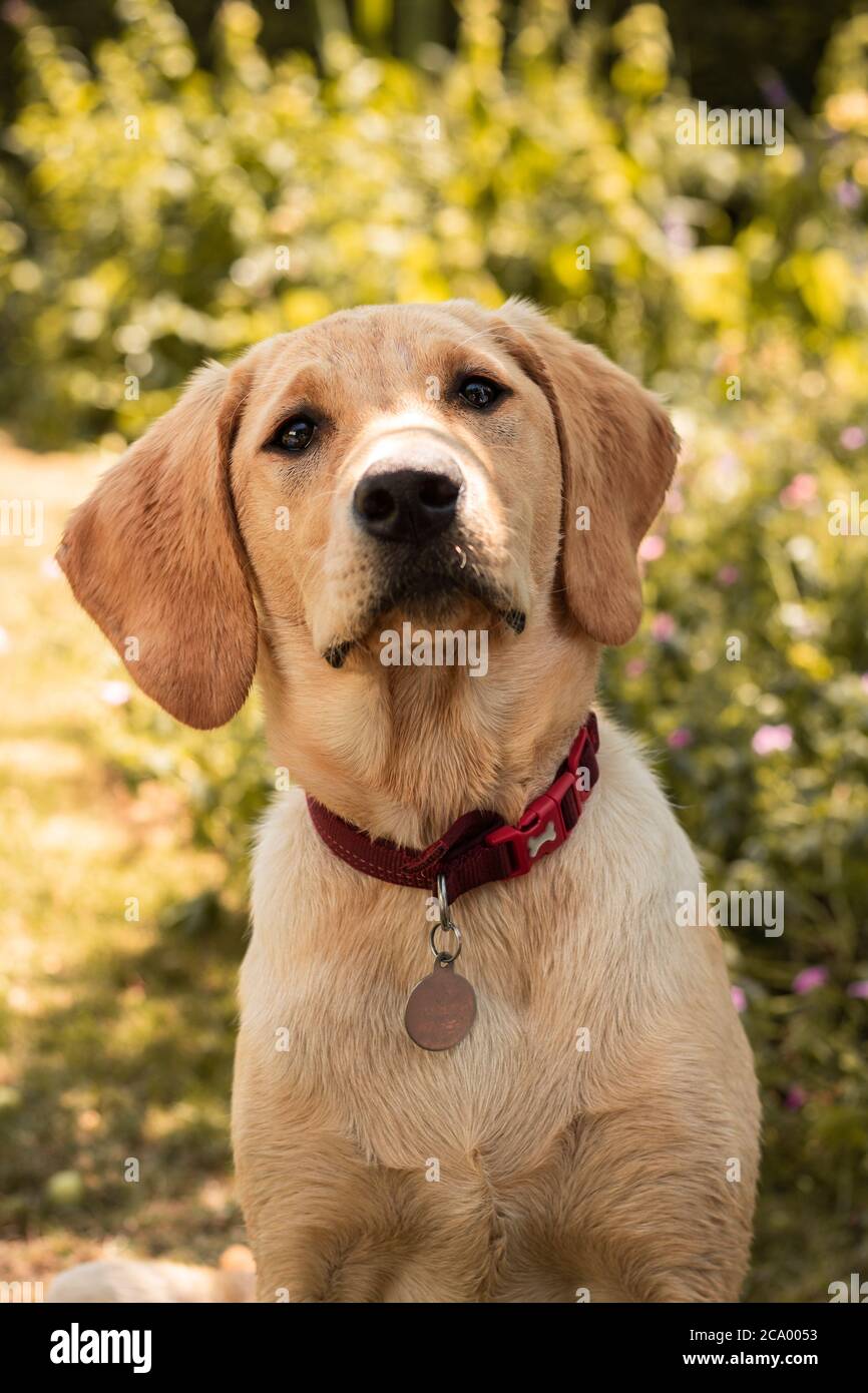 Labrador puppy sitting down Stock Photo - Alamy