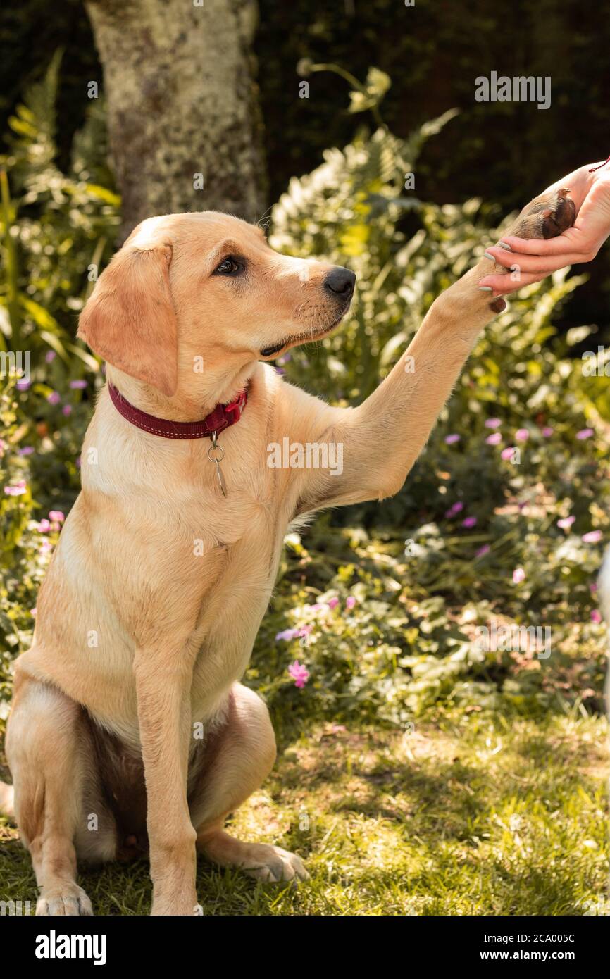 Labrador puppy sitting down Stock Photo - Alamy