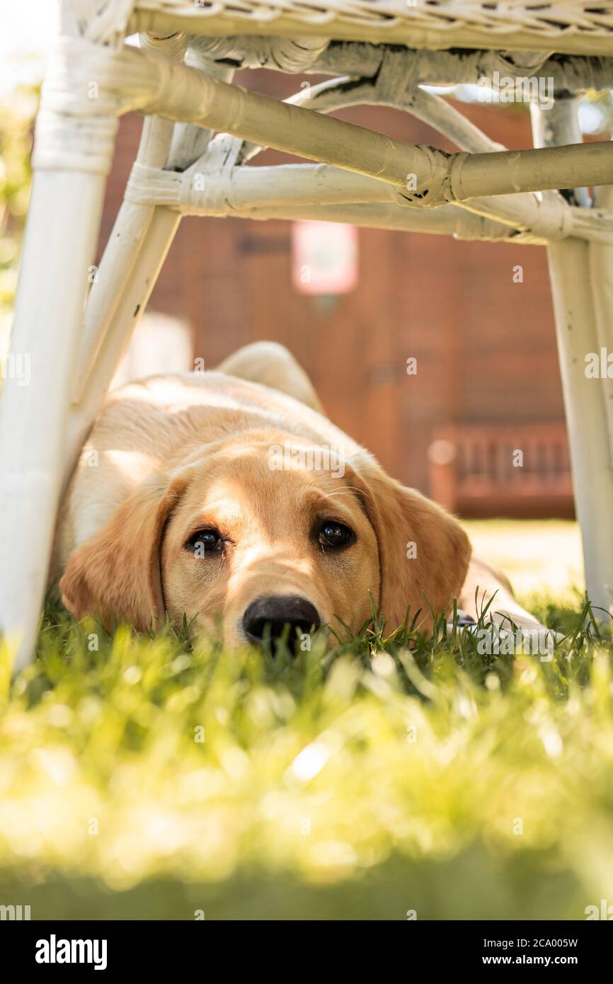 Labrador puppy sitting down Stock Photo - Alamy