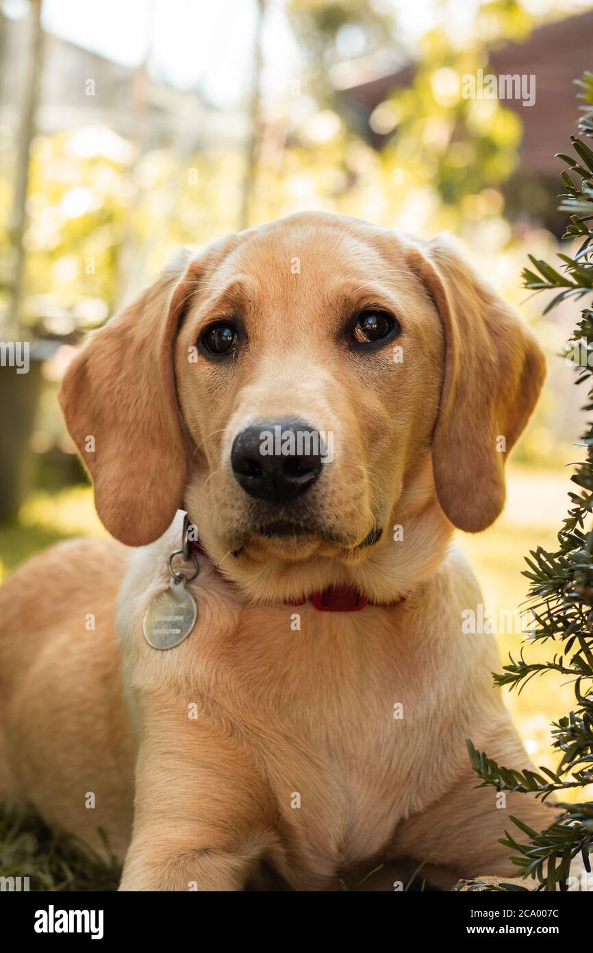 Labrador puppy sitting down Stock Photo - Alamy