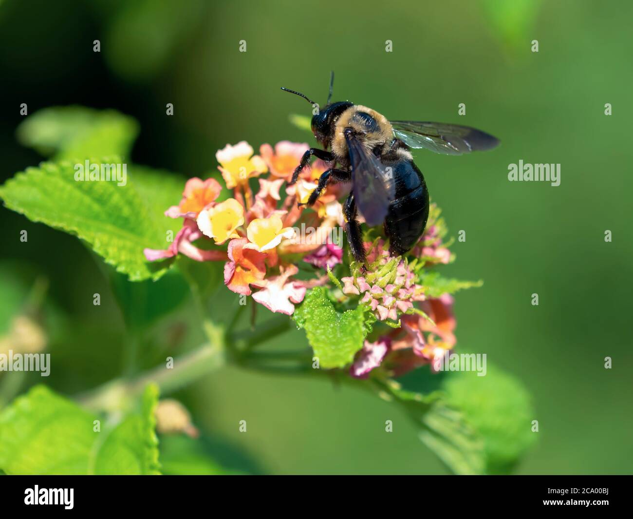 Black and yellow bumblebee pollinating a vibrant colored, pink, orange ...