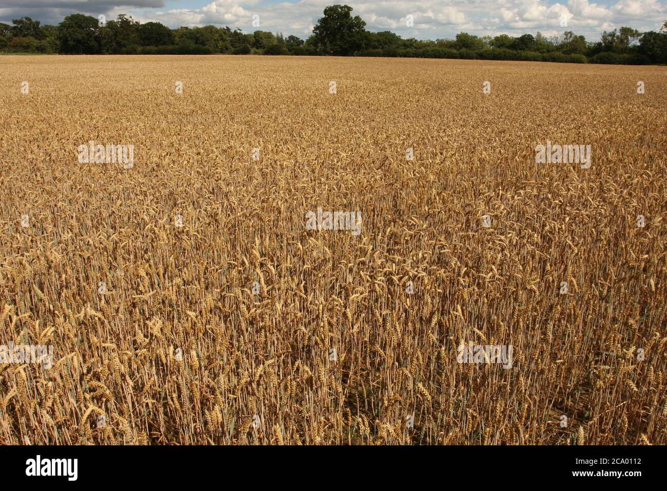 Wheat field ready for harvest, England Stock Photo - Alamy