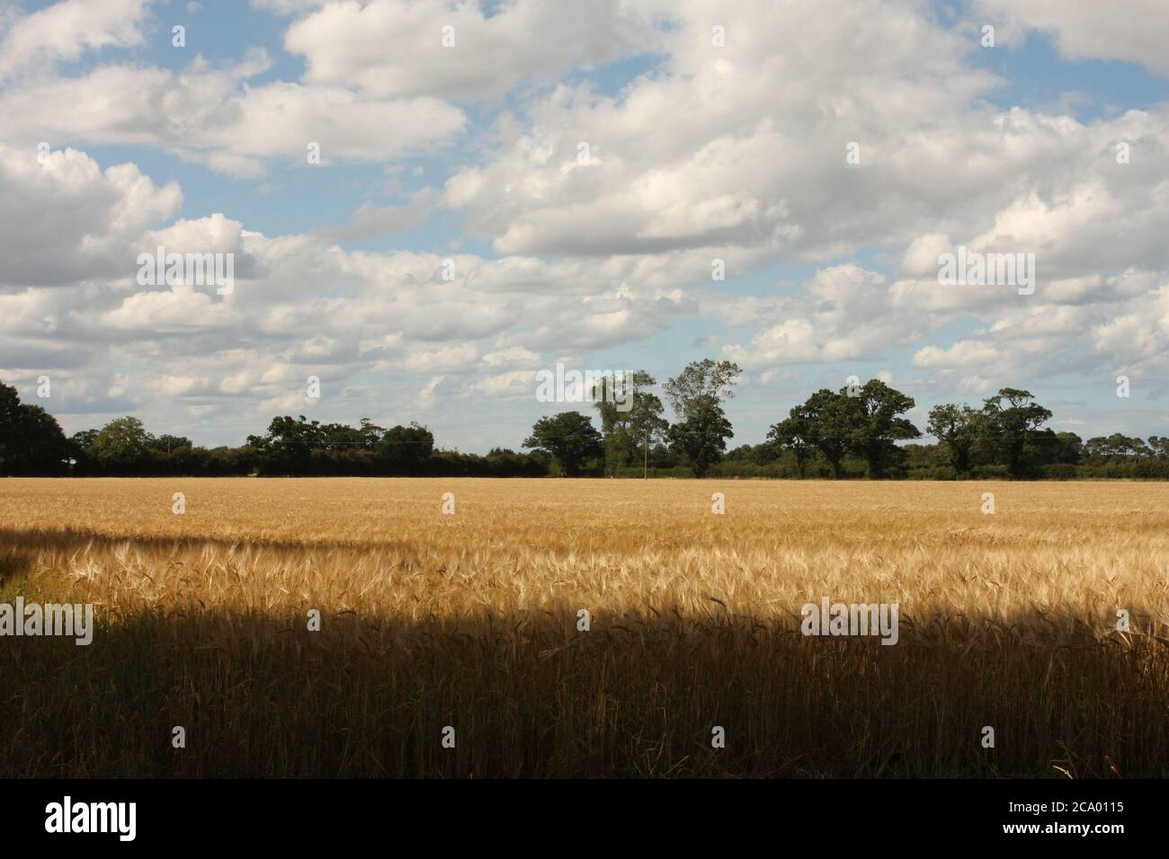 Wheat field, England Stock Photo - Alamy