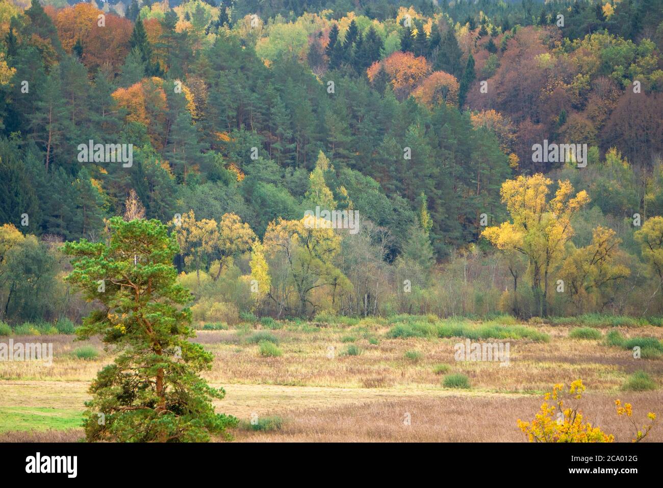 Colorful autumn forest landscape hi-res stock photography and images ...