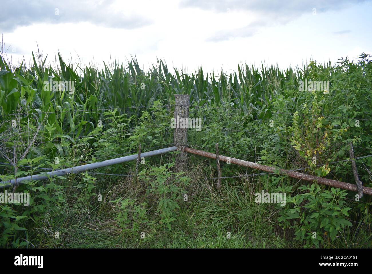 Fence and Corn Field Stock Photo - Alamy