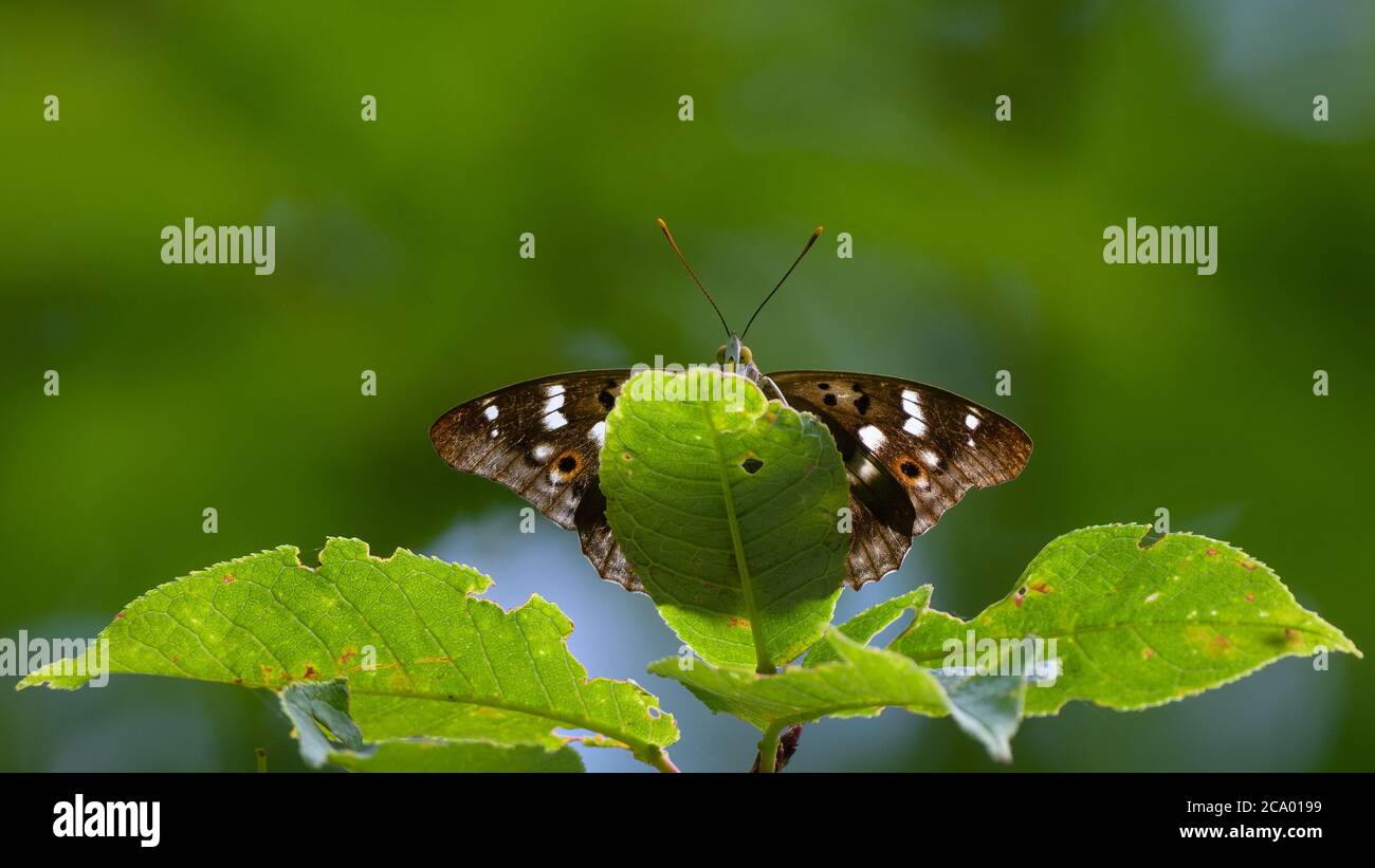 Lesser Purple Emperor (Apatura ilia), photographed at Lillsved, Uppland ...