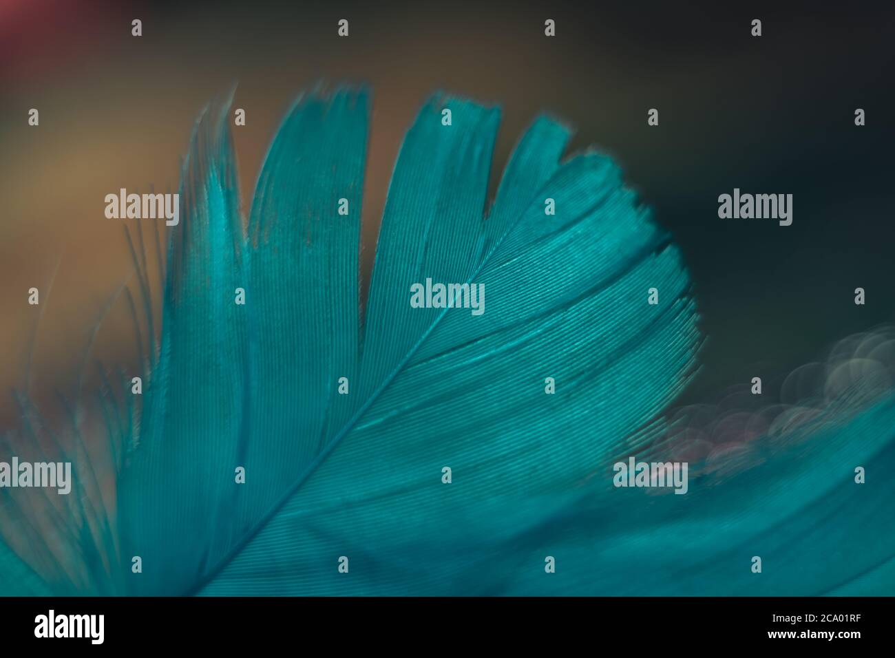 Close up Beautiful blue Bird feather pattern on a bokeh background for ...