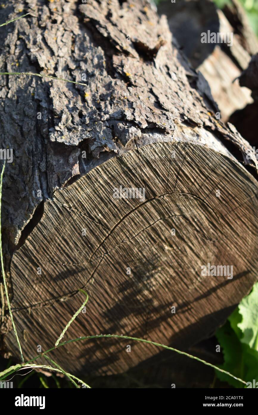 Cured log hi-res stock photography and images - Alamy