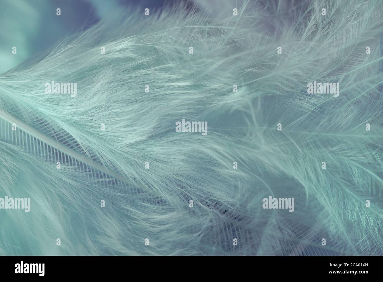 Close up Bird feather. Beautiful background texture. Macro photography ...