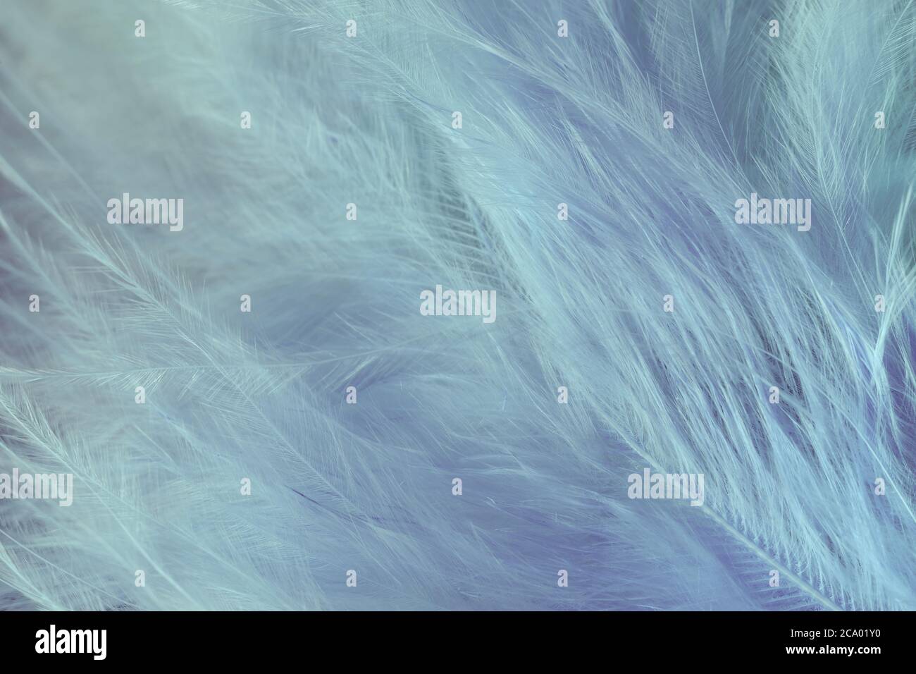 Close up Bird feather. Beautiful background texture. Macro photography ...