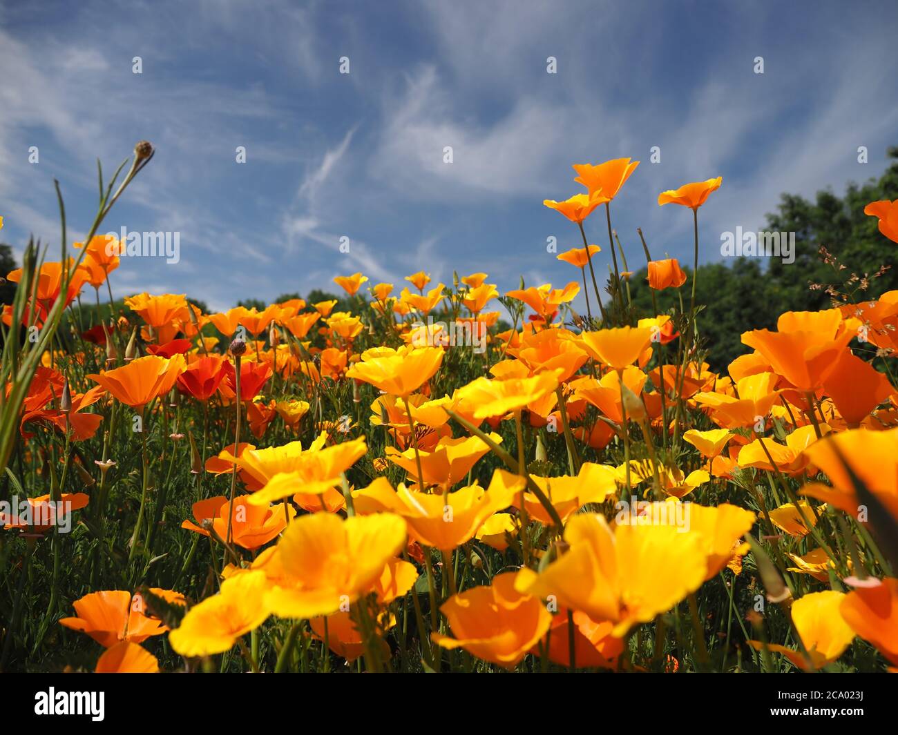 Californian poppies wild hi-res stock photography and images - Alamy