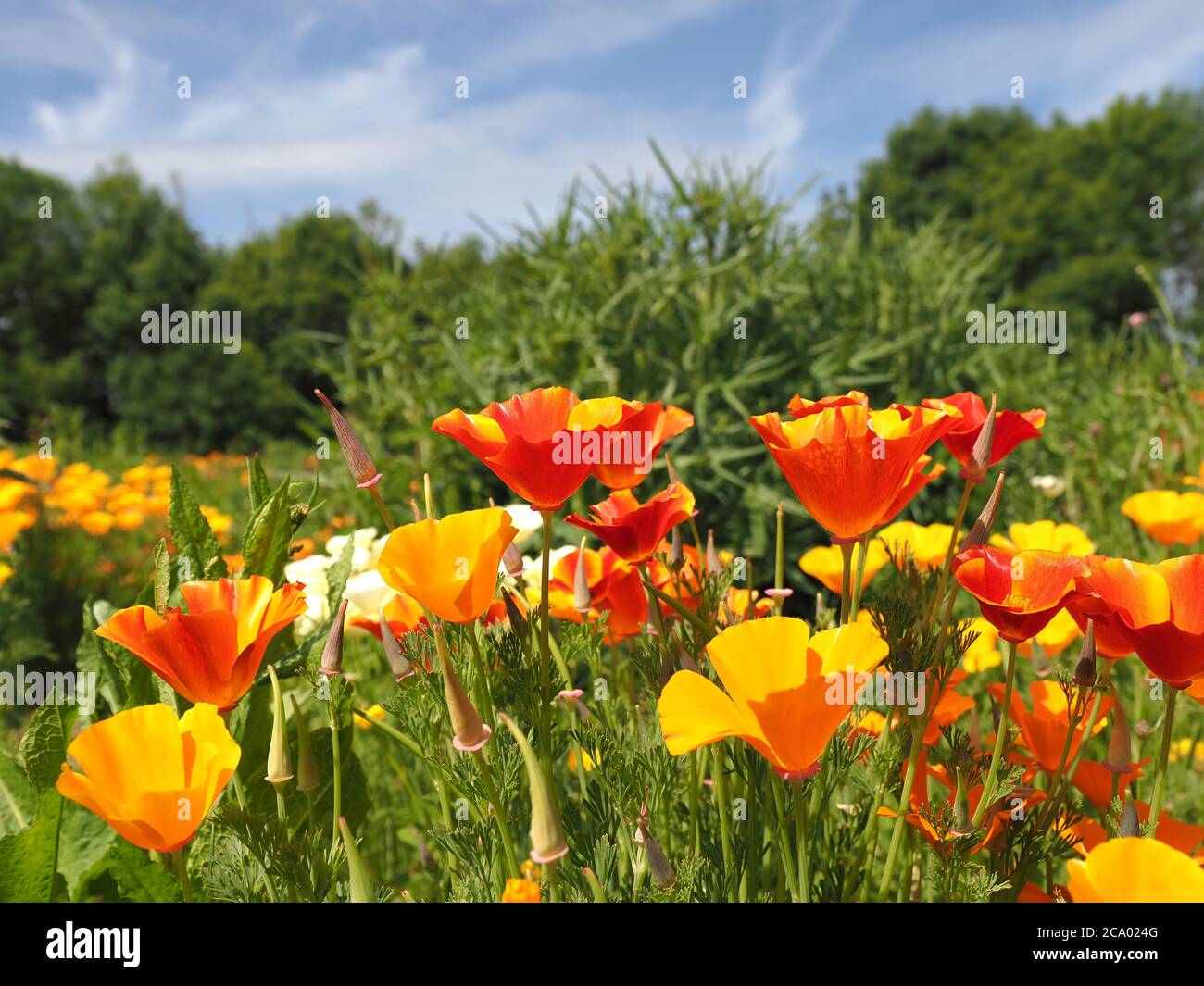 Californian Poppy Poppies Bright Colourful Stock Photo - Alamy