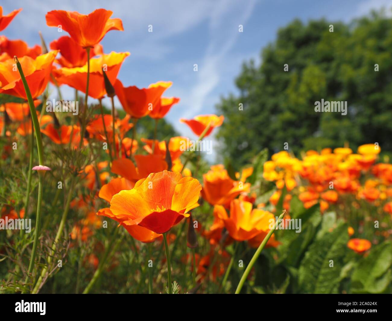 Bright yellow orange californian poppy hi-res stock photography and ...
