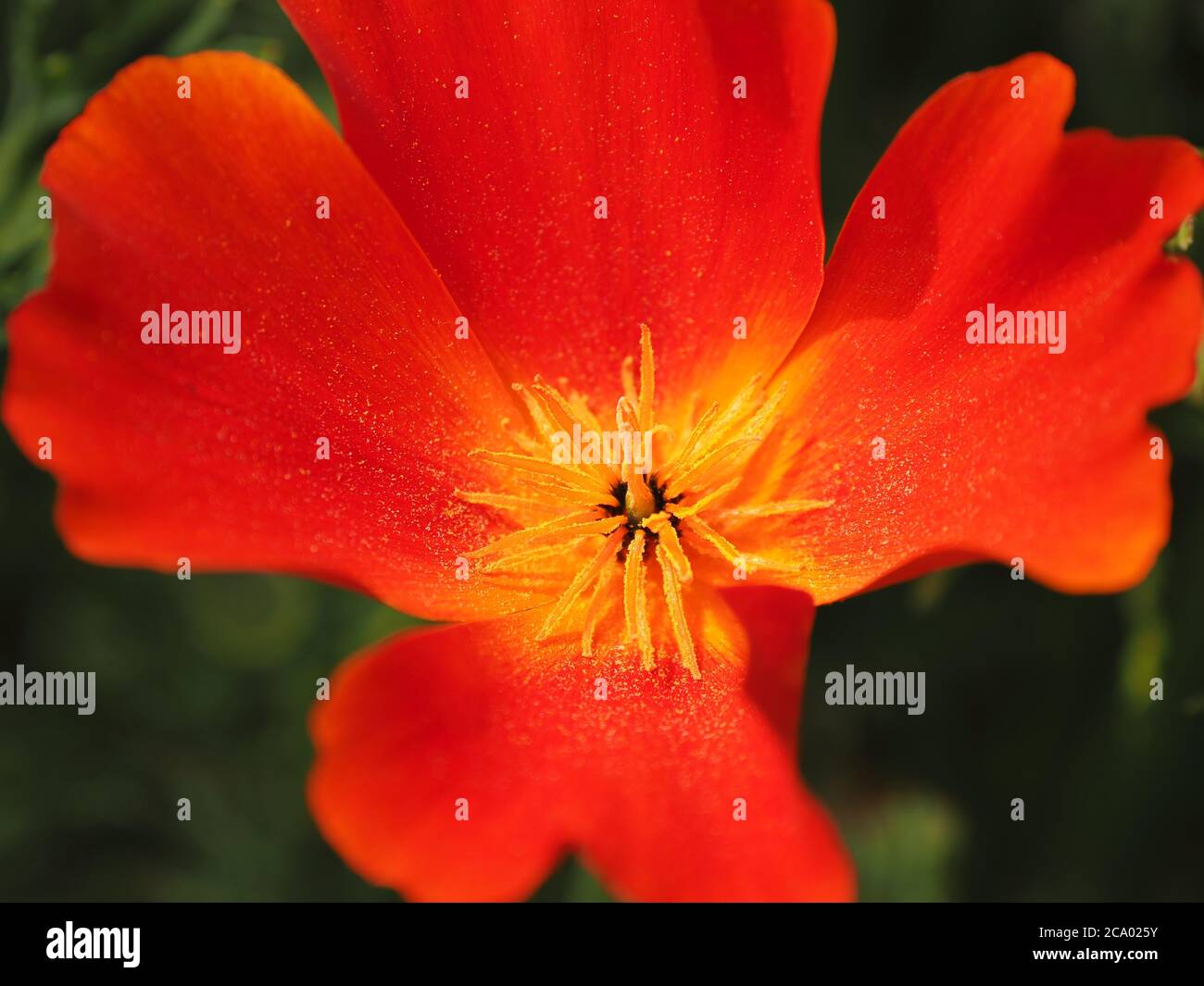 Californian Poppy Poppies Bright Colourful Stock Photo - Alamy