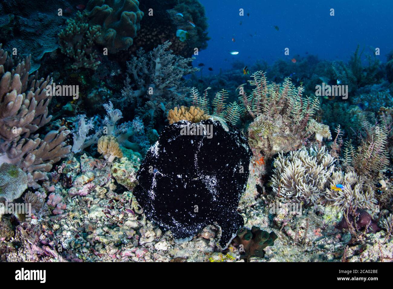 A Giant frogfish, Antennarius commersoni, waits for unwary prey on a ...