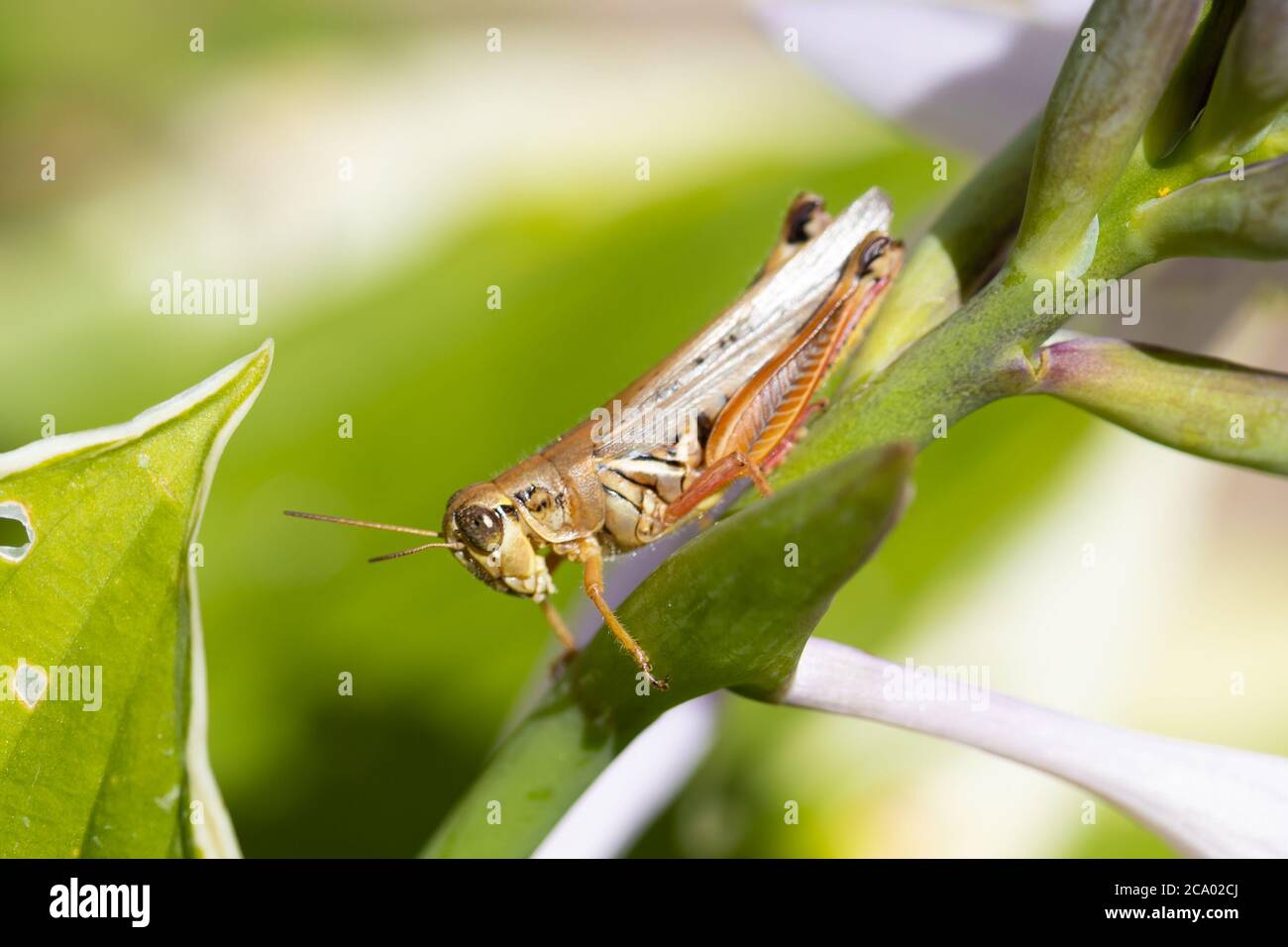 A grasshopper in the garden on a sunny day Stock Photo - Alamy
