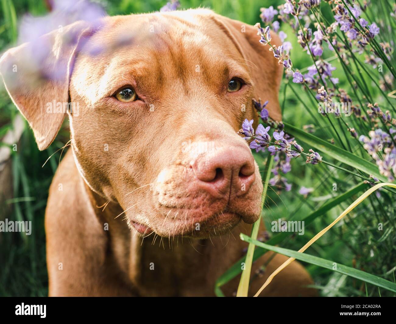 Lovable, pretty puppy of chocolate color. Closeup Stock Photo - Alamy