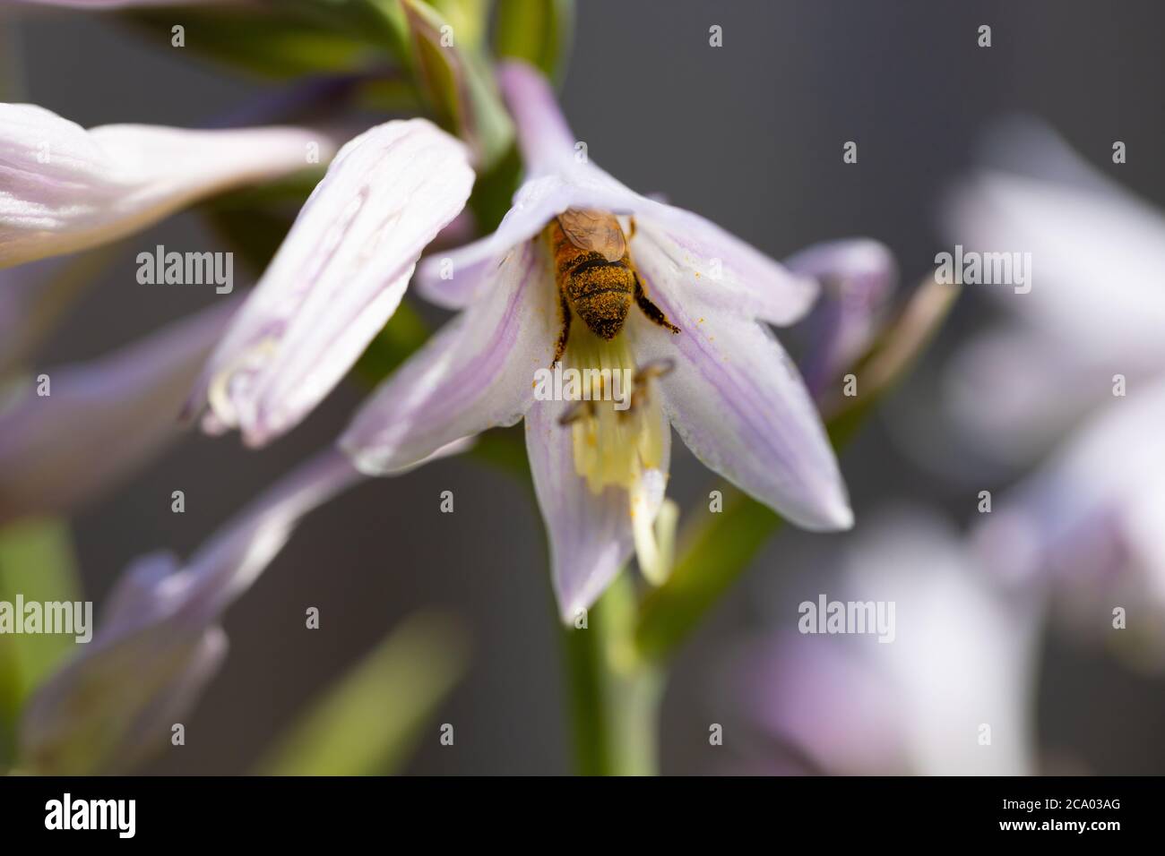 A honey bee in a flower Stock Photo - Alamy