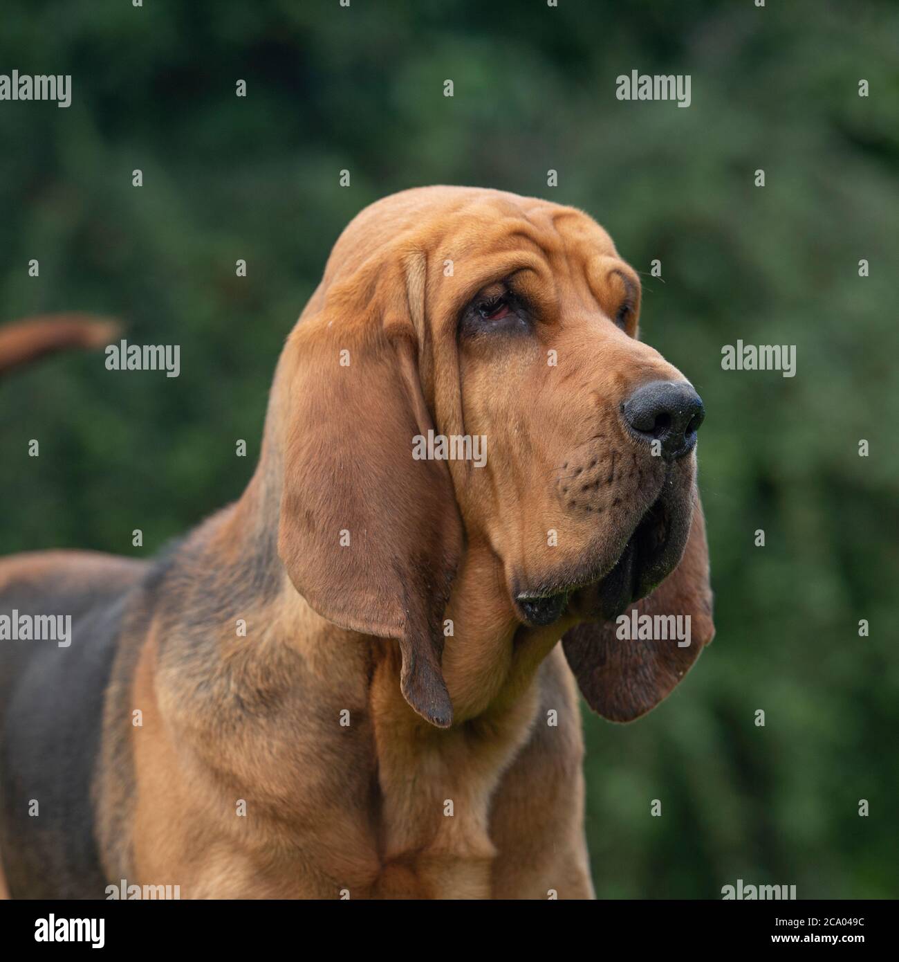 Bloodhound dog show hi-res stock photography and images - Alamy