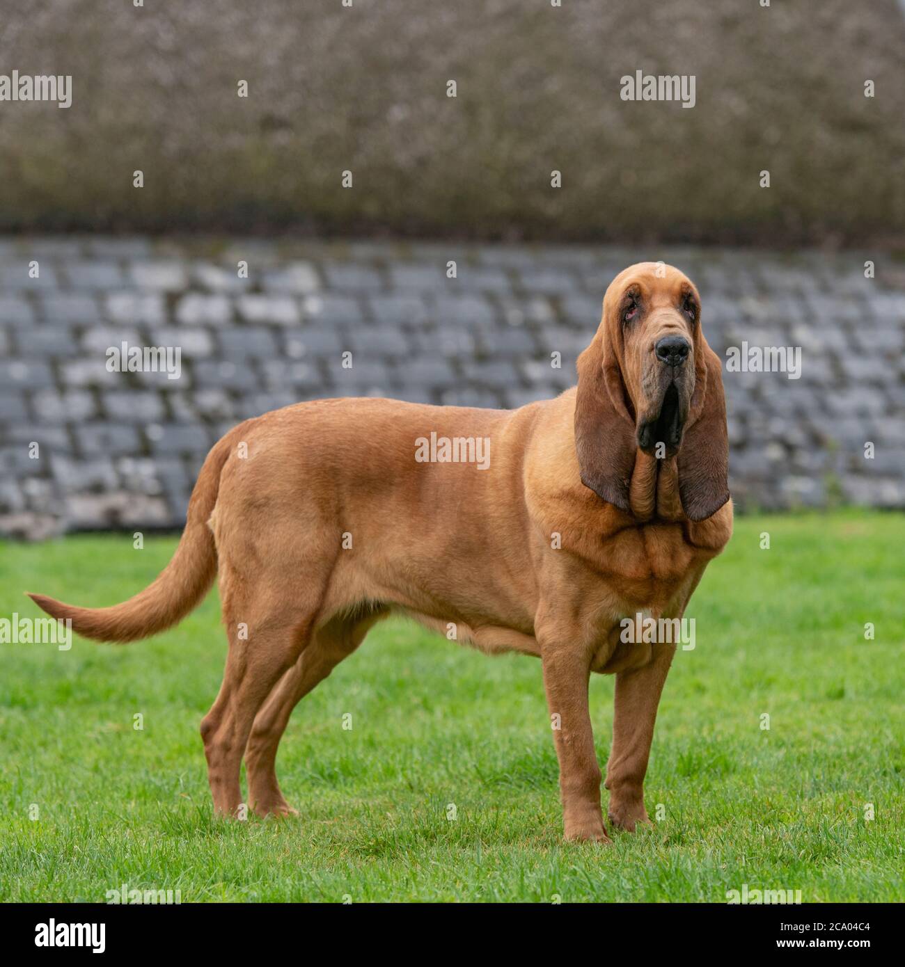 Serious dog hi-res stock photography and images - Alamy