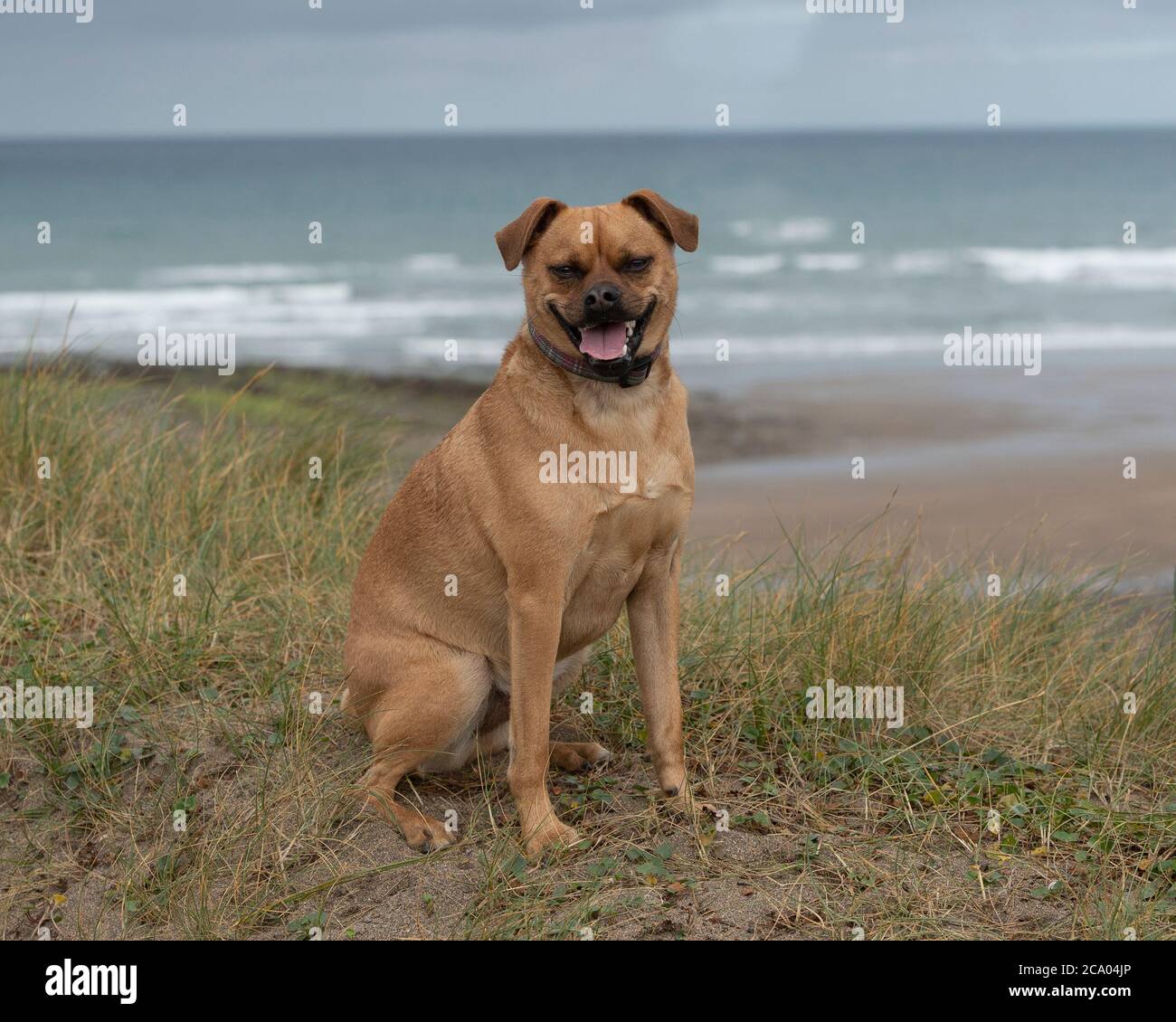 Jug dog hi-res stock photography and images - Alamy