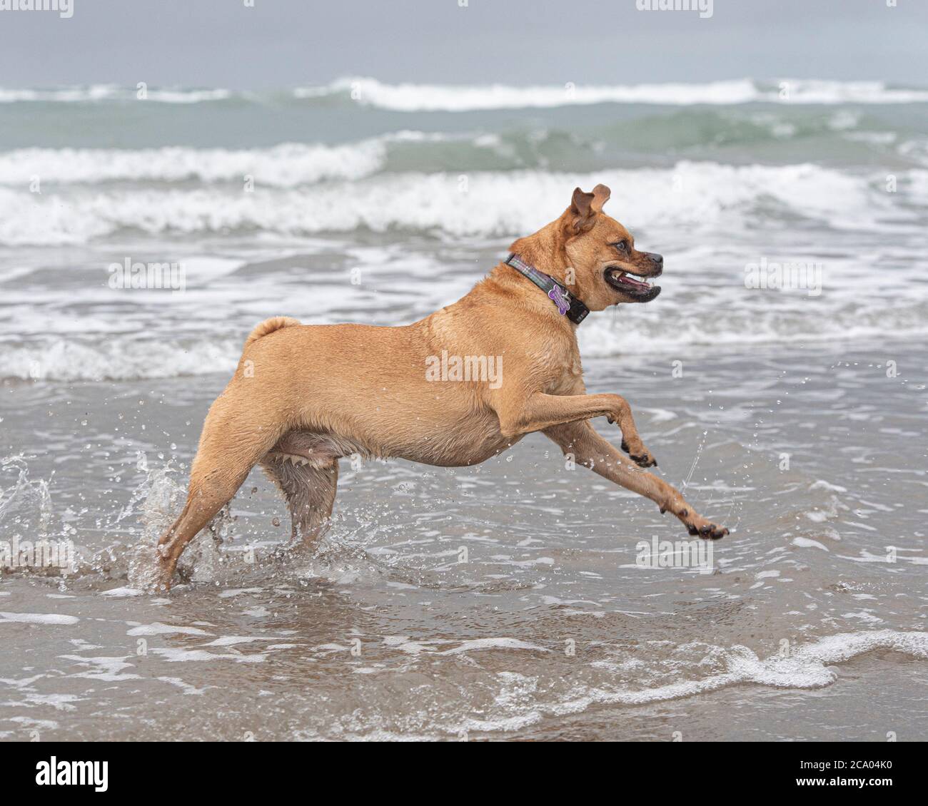 Jug dog hi-res stock photography and images - Alamy