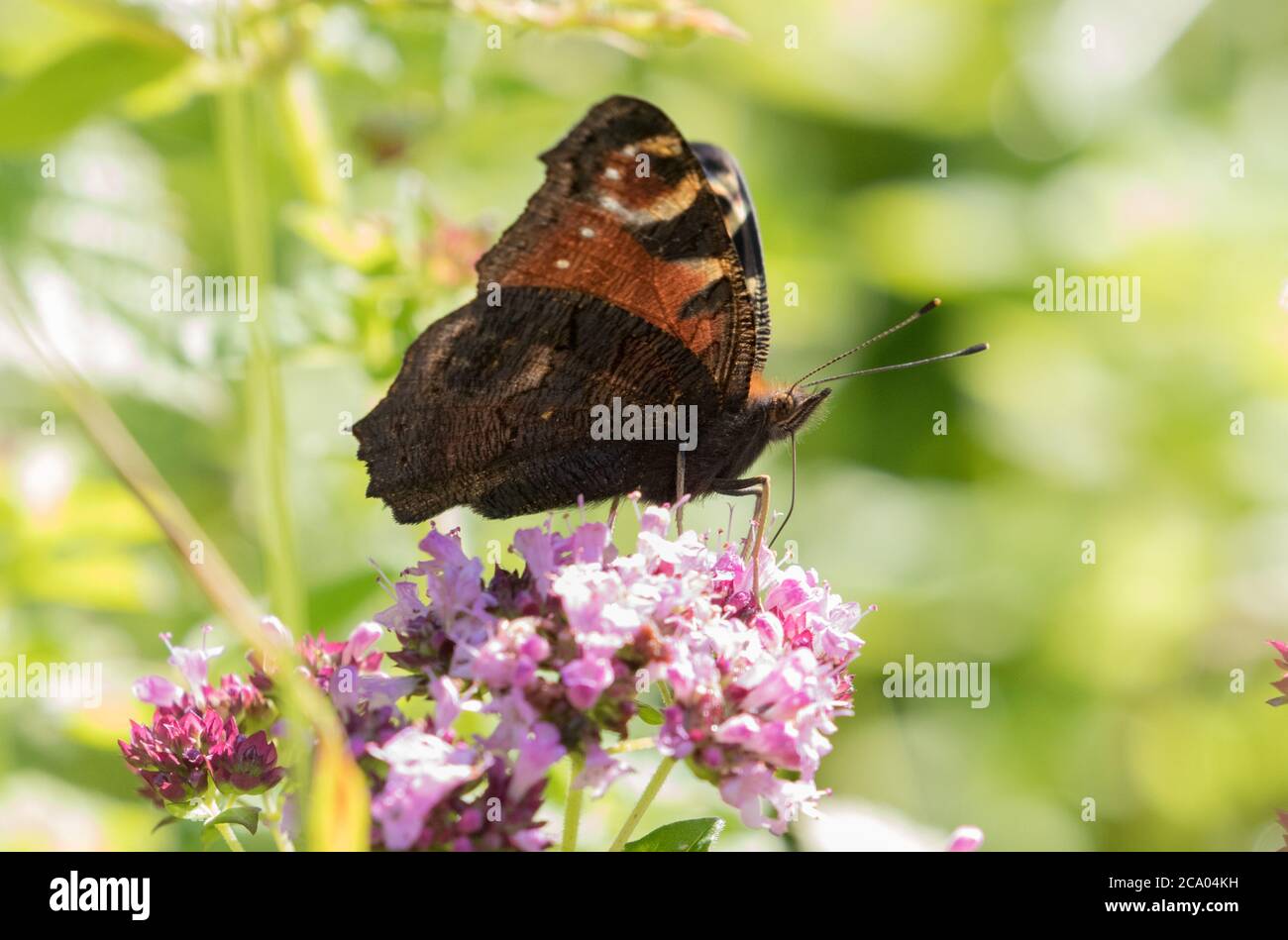 Harrogate butterflies hi-res stock photography and images - Alamy